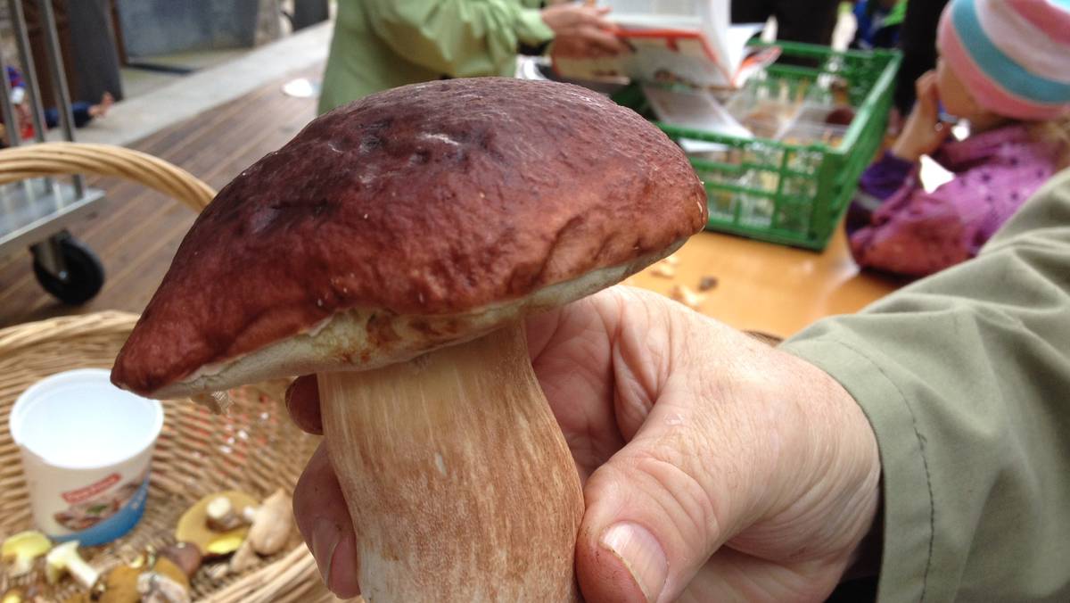 Frykter at folk plukker giftig sopp – NRK Vestfold og Telemark – Lokale ...