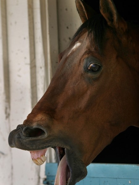 Hest er best, også i landbruket – NRK Innlandet – Lokale nyheter, TV og ...