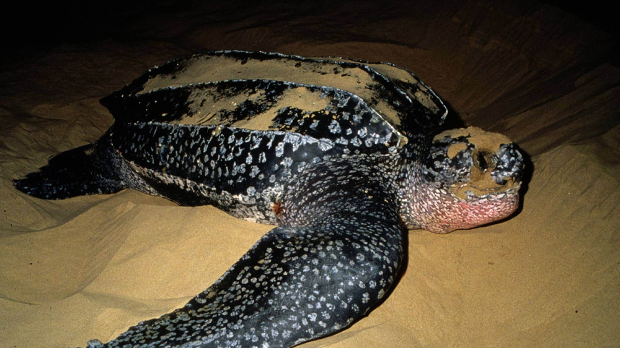 Verdens 10 mest truede dyr – Natur – NRK