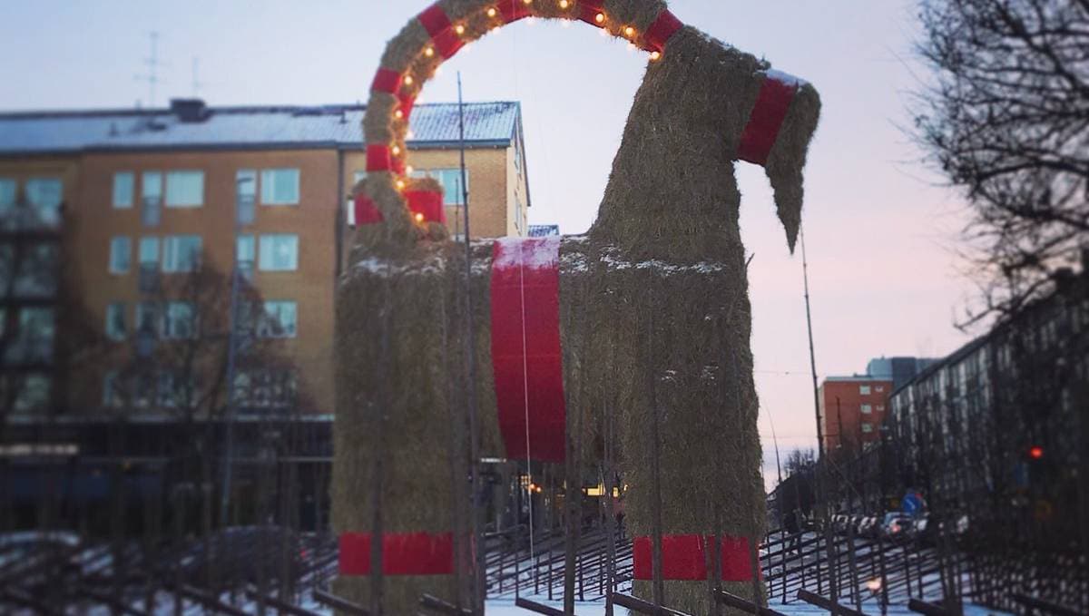 Julebukken har overlevd julehelgen – NRK Urix – Utenriksnyheter og ...