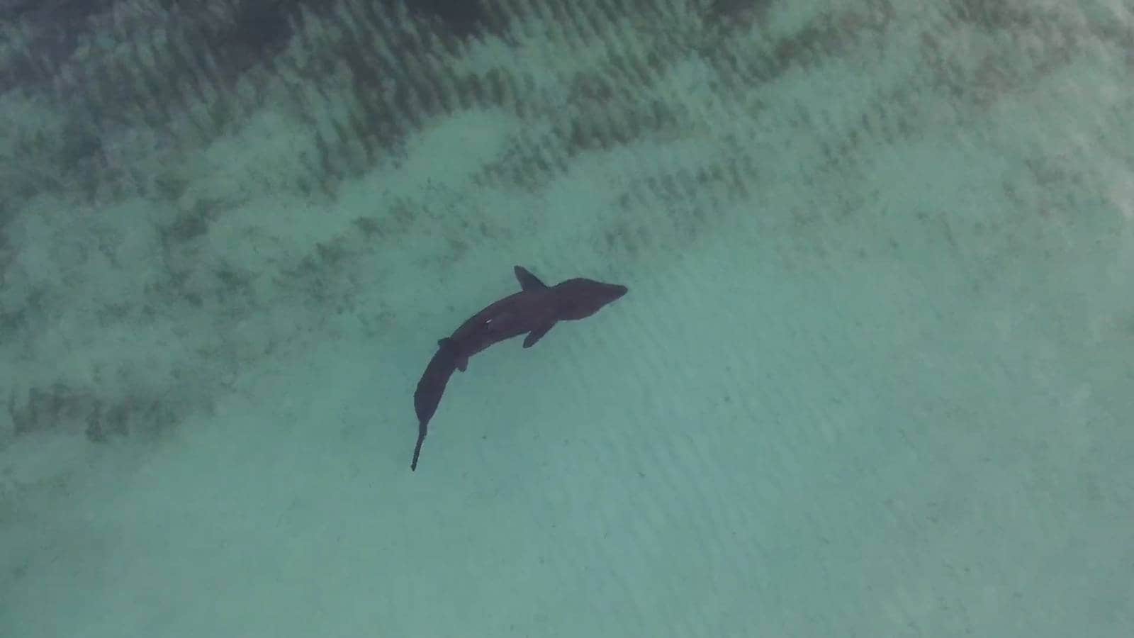 Hai i Lofoten: Brugde svømte rett ved surfere i Unstad – NRK Nordland