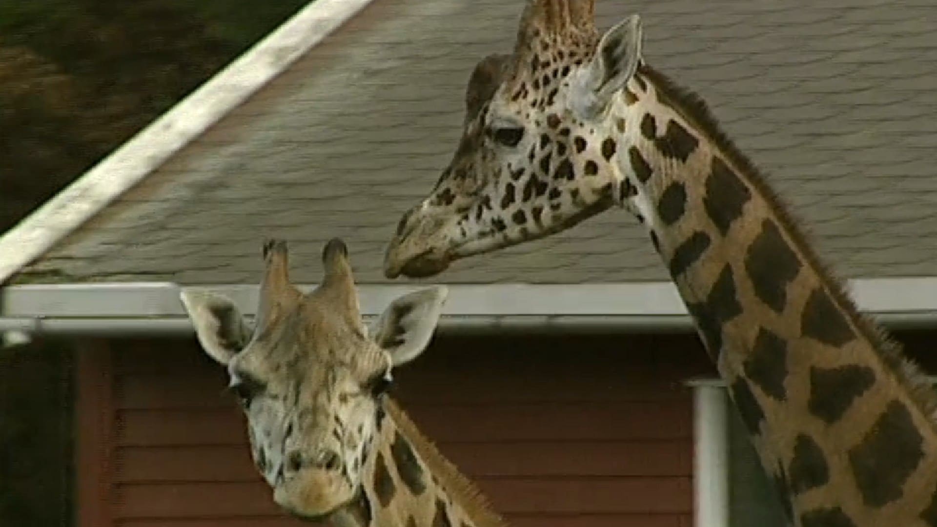 Sjiraff og sebra - NRK TV
