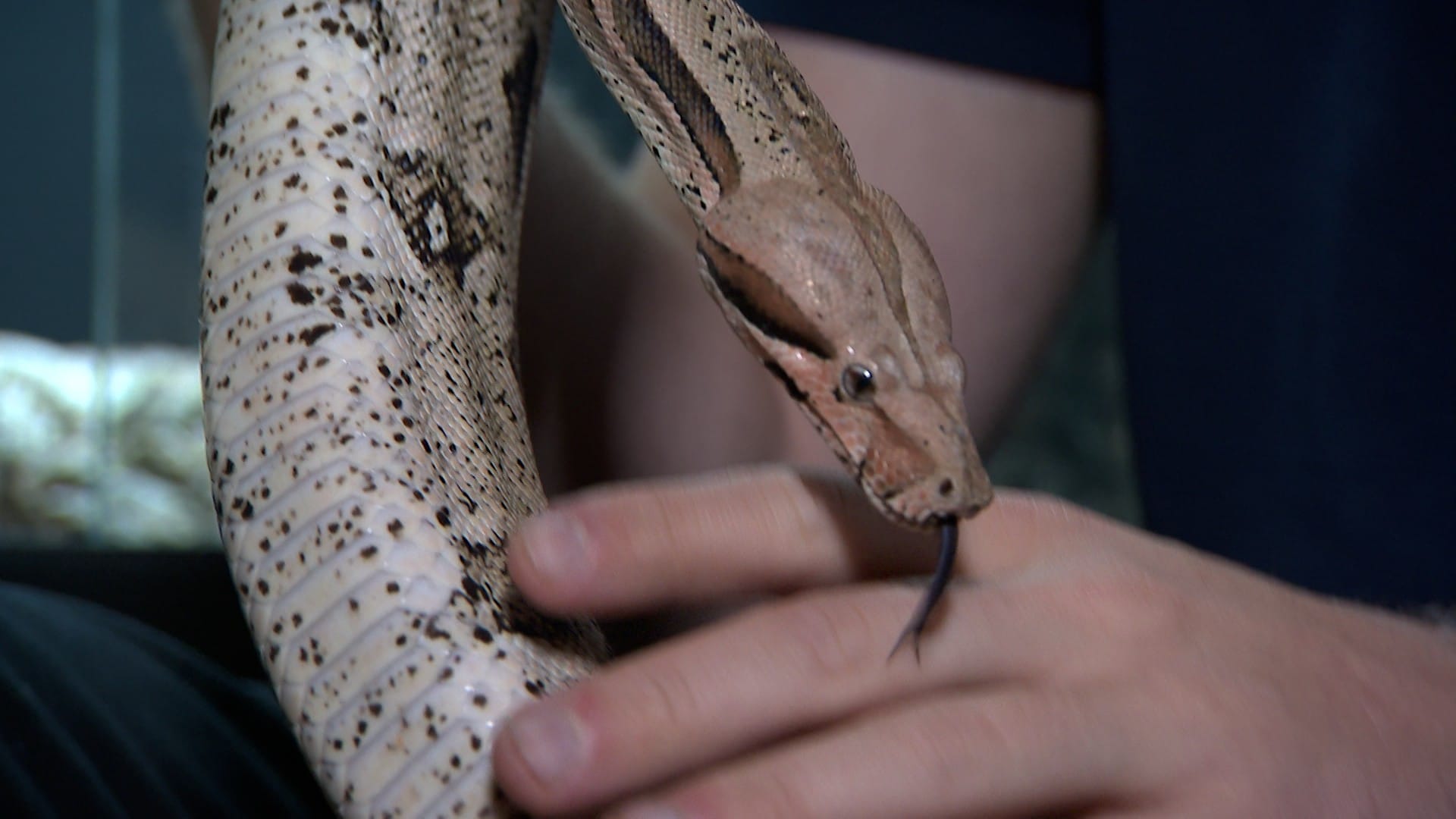 Trenger ikke å frykte slanger på rømmen – NRK Sørlandet – Lokale ...