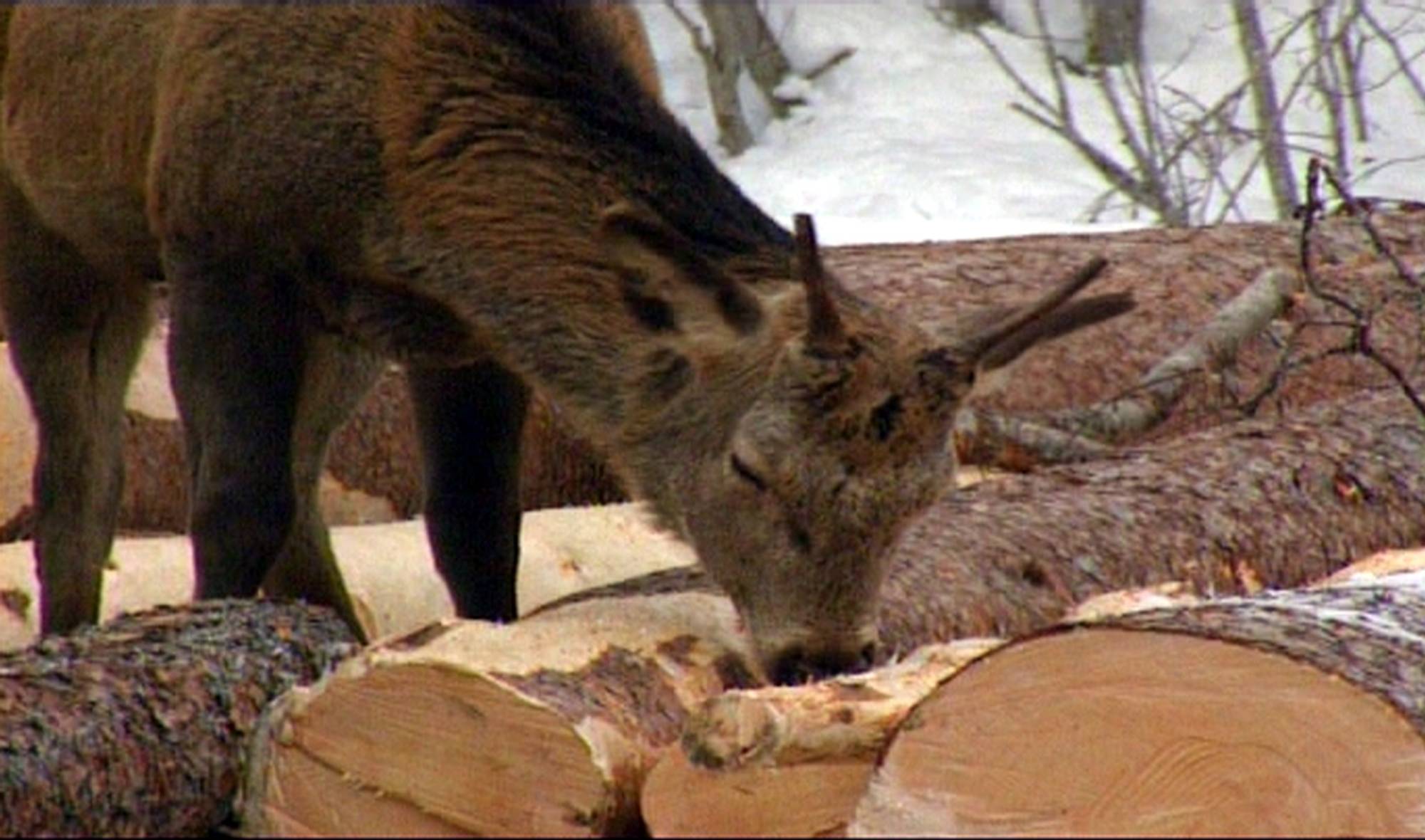 Vil følge hjorten på GPS – NRK Sørlandet – Lokale nyheter, TV og radio