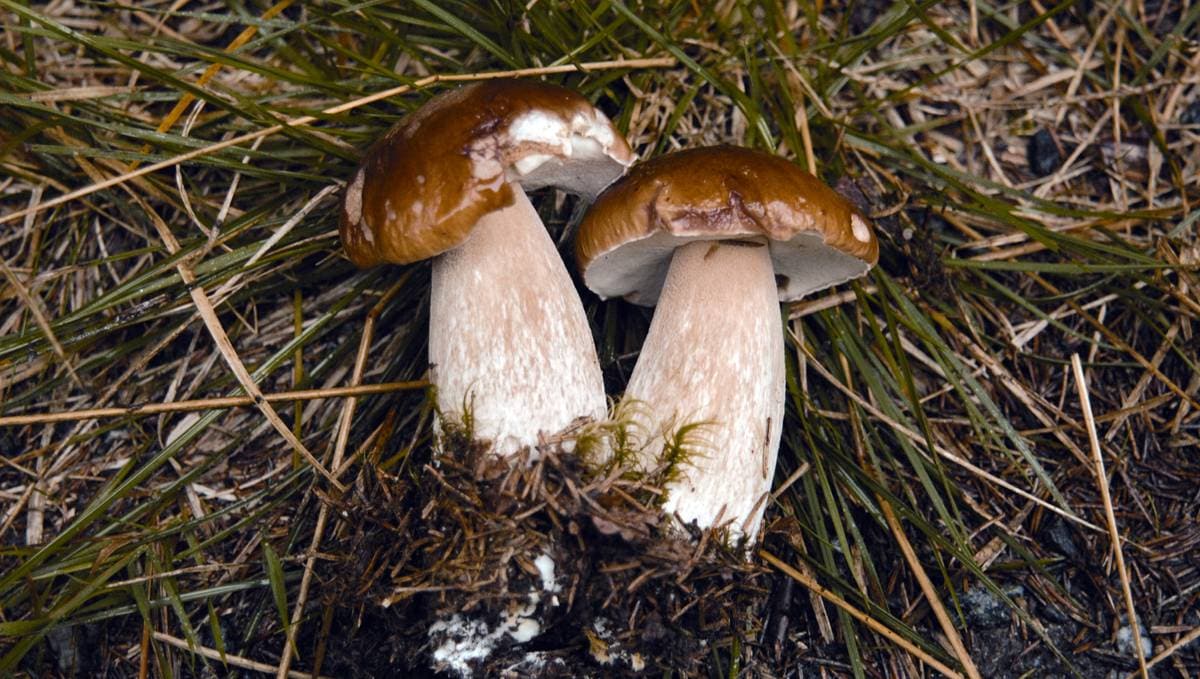 Plukking og behandling av sopp – Natur – NRK