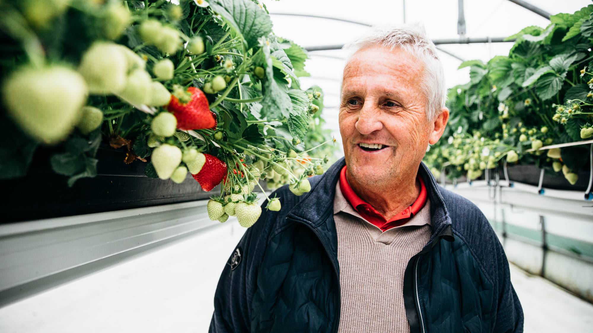 På Joa jordbærtorg er jordbærene klare i april – NRK Rogaland – Lokale ...