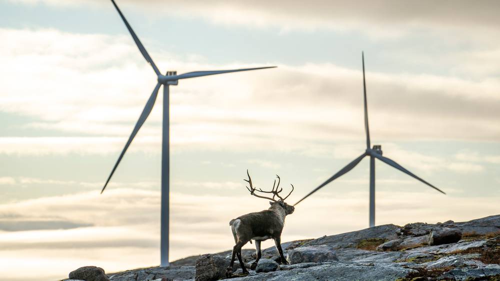 Vurderer kameraer på vindmøllene på Fosen for å verne reindrifta – NRK ...