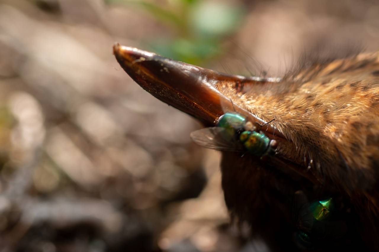 Hvis insektene forsvinner – Spesial