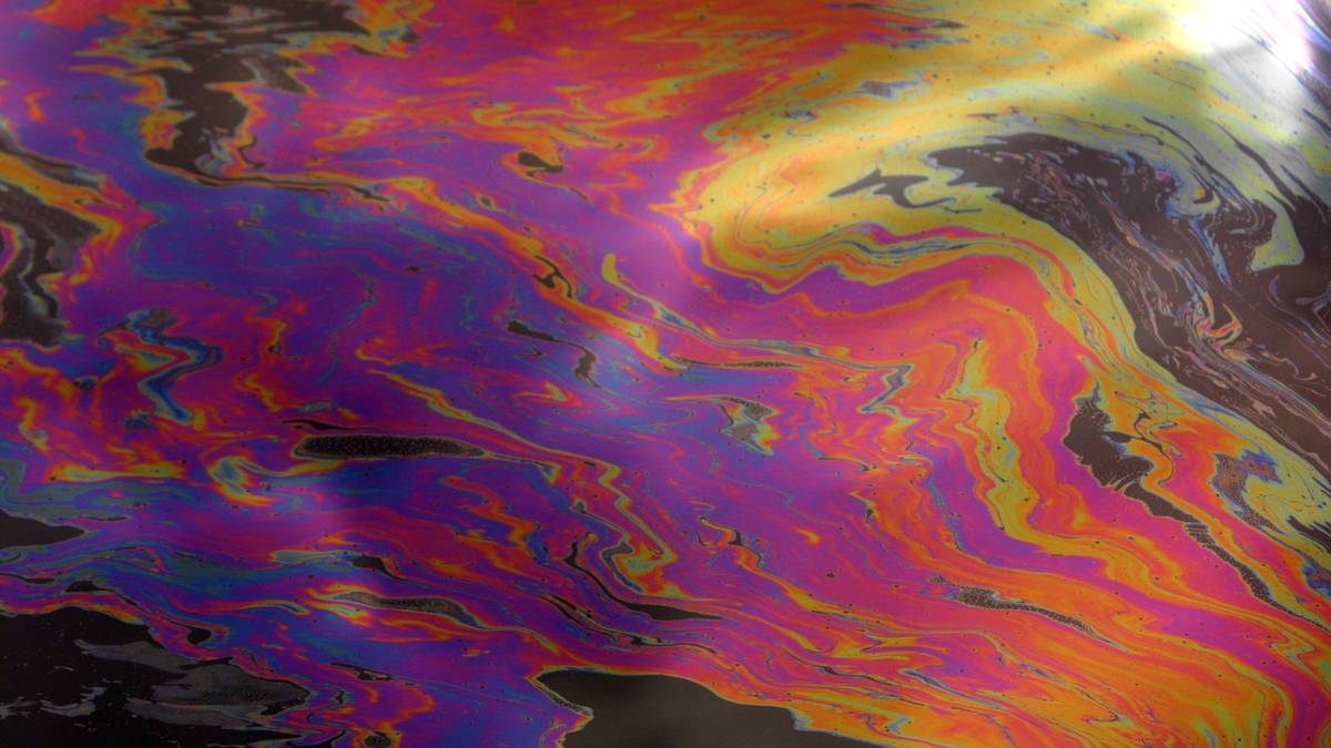 Knut Gribb - Det sorte gull – NRK Kultur og underholdning