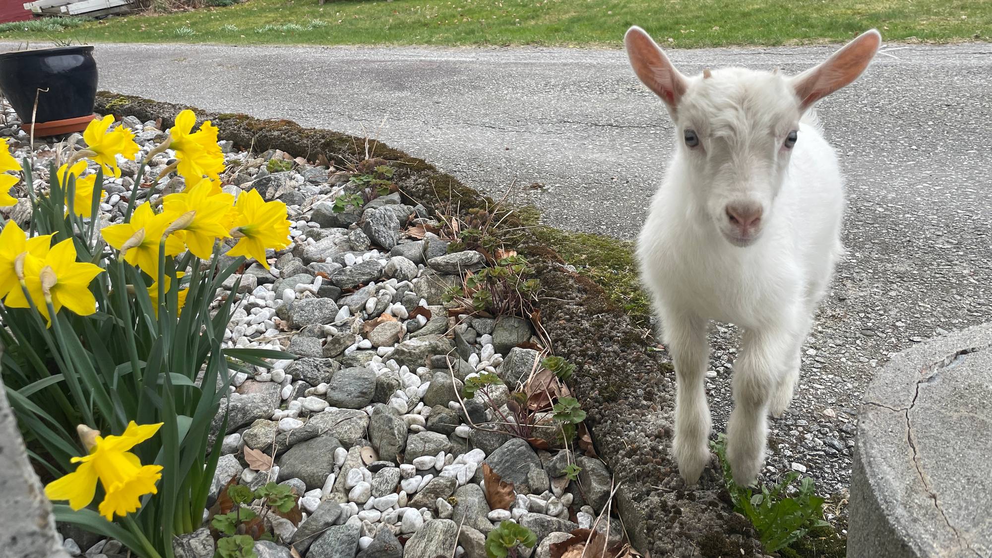 17. mai-feiring i Møre og Romsdal – send oss dine bilde frå ...