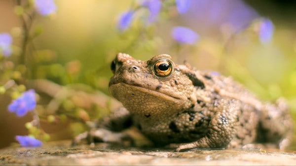 NRK Super - Olga da Polga