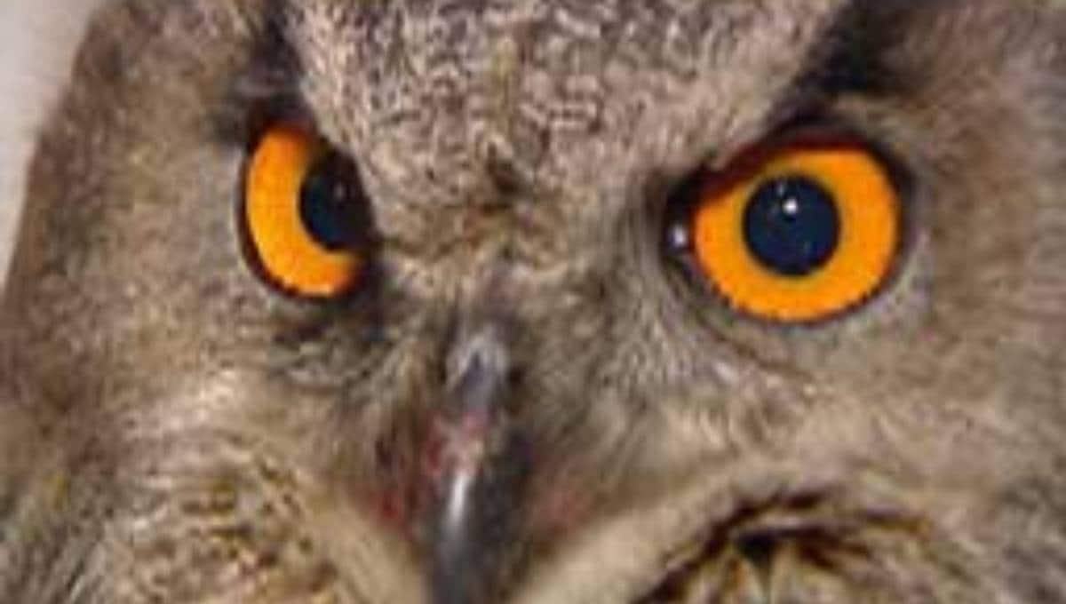 2398 truede arter i Norge – NRK Nordland