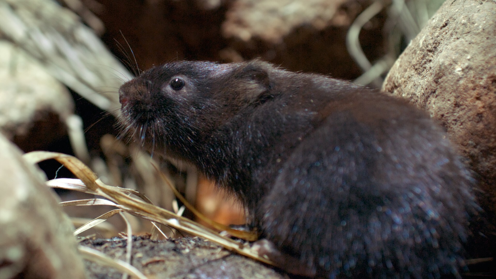 Små dyr, store reiser - NRK TV