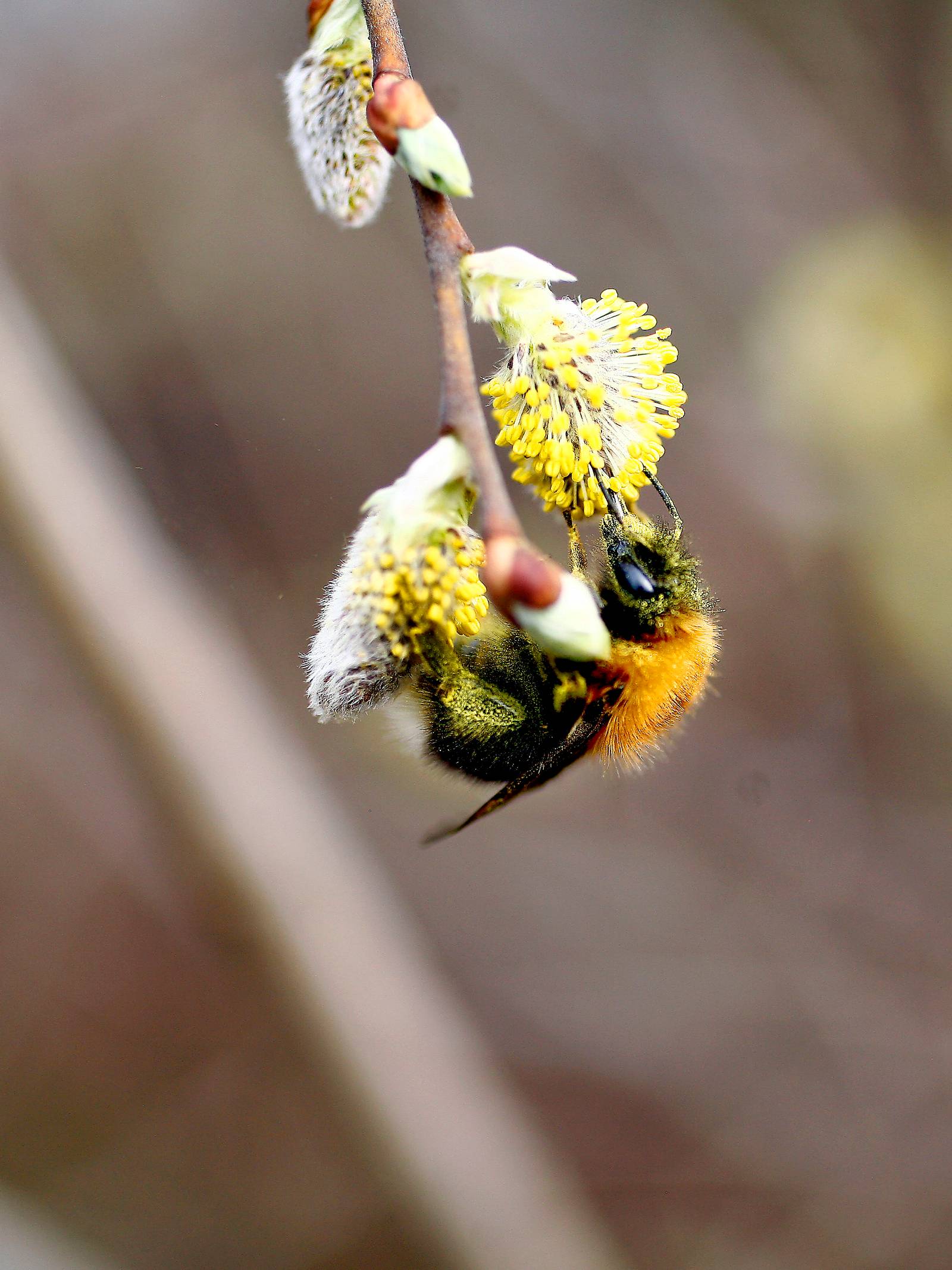 Bienes dag: – Norge har bedre grunnlag enn andre for å redde biene ...
