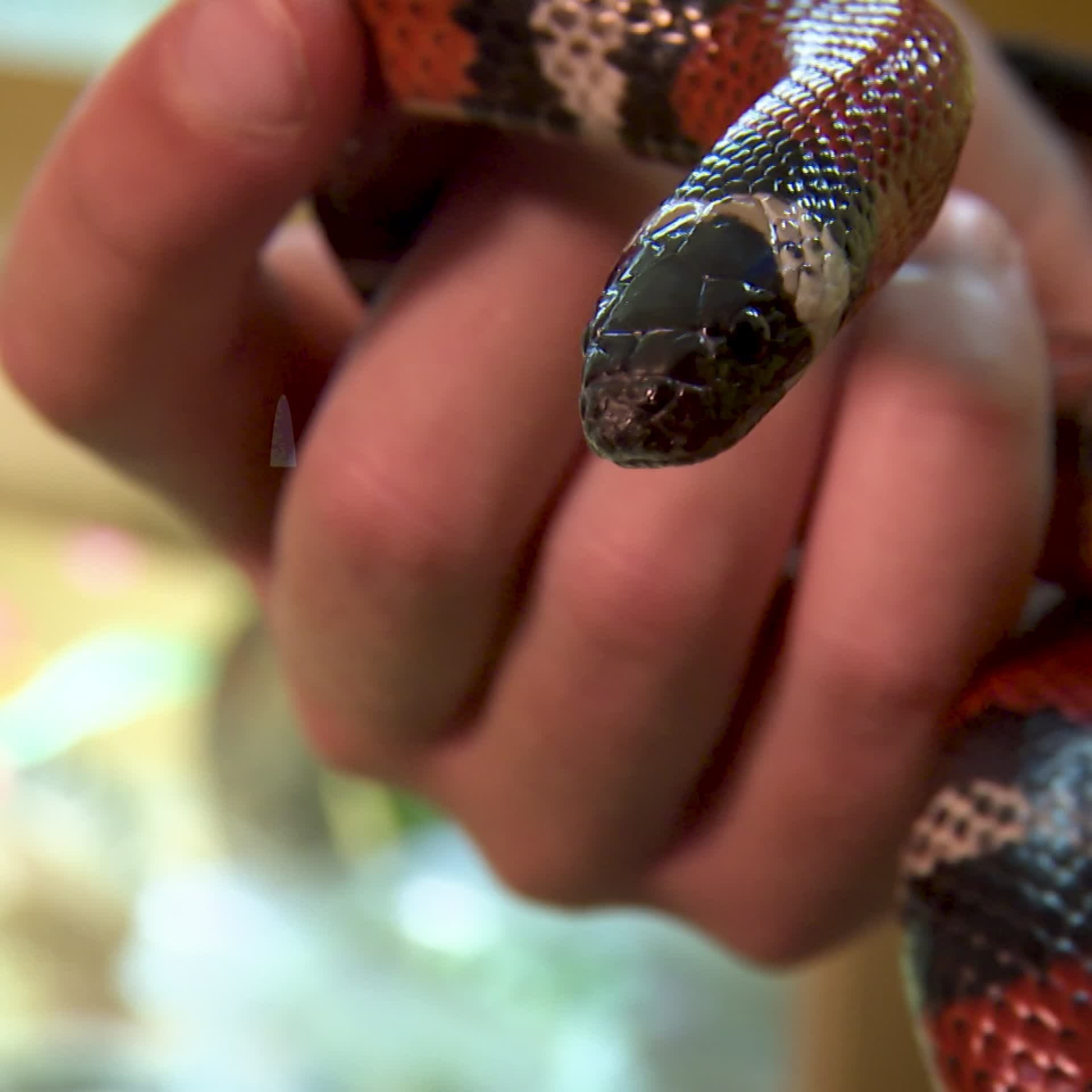 Familie med slanger i hele huset – NRK