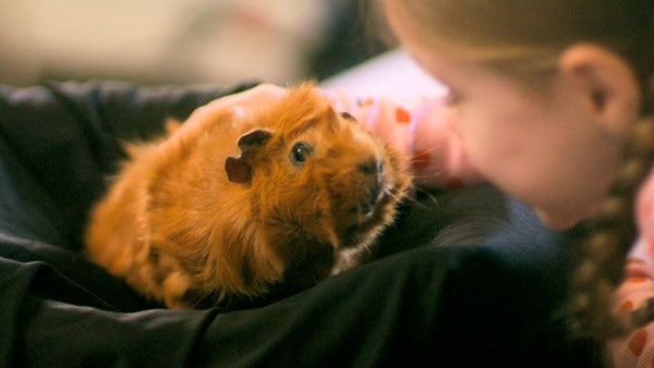 NRK Super - Olga da Polga