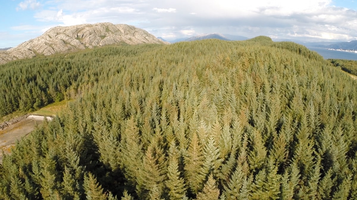 Omdiskutert grantre kan bli nytt fiskefôr – NRK Nordland – Lokale ...