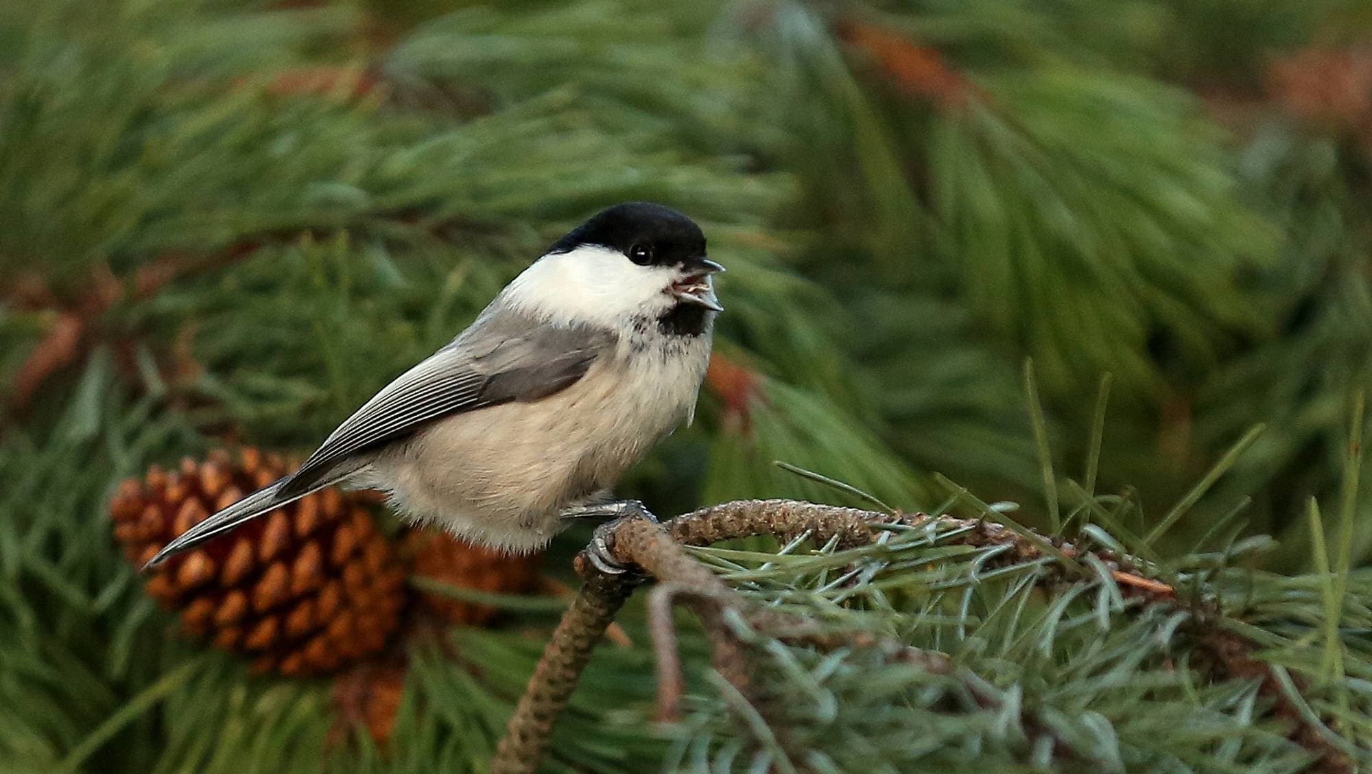 De vanligste fugleartene på fuglebrettet – NRK Troms og Finnmark