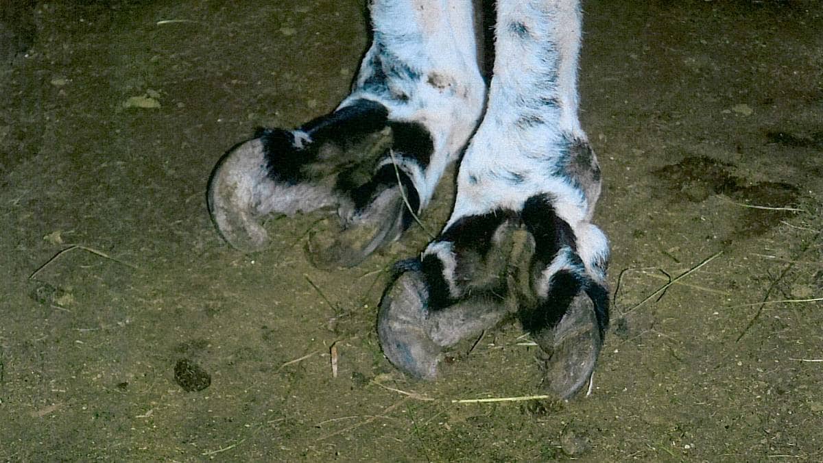 Mistet retten til å drive med lama – NRK Innlandet – Lokale nyheter, TV ...