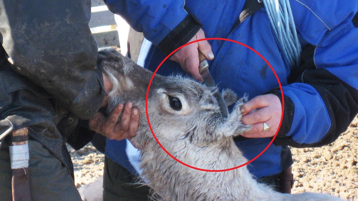 Mearka-applikašuvdna almmuhuvvo otne – NRK Sápmi – Ođasguovddáš