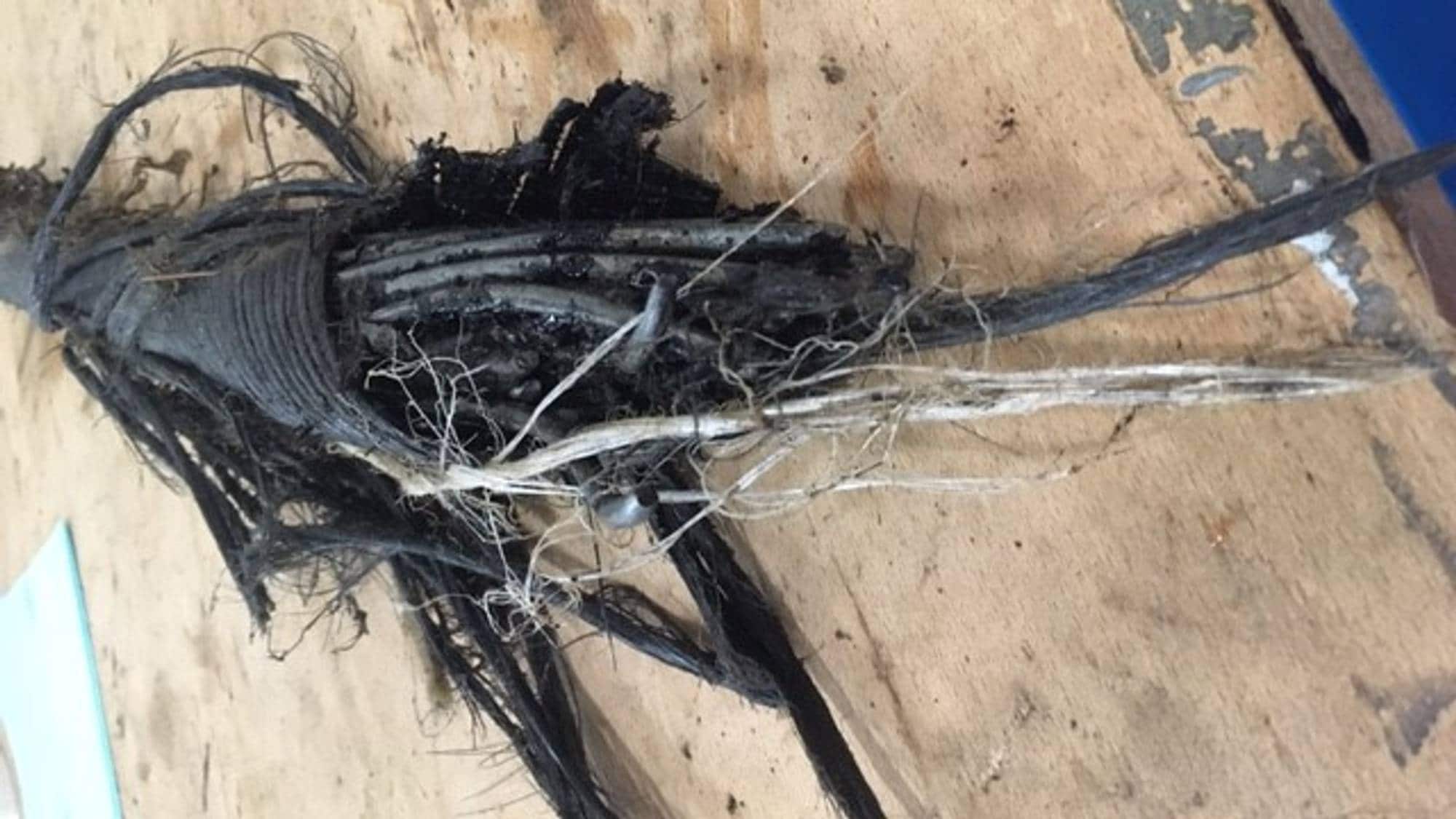 This is what the damaged Svalbard cable looked like when it came up ...