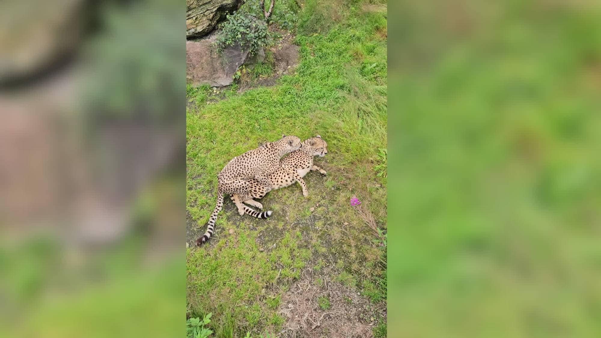 Gepard venter unger i Dyreparken – NRK Sørlandet – Lokale nyheter, TV og radio