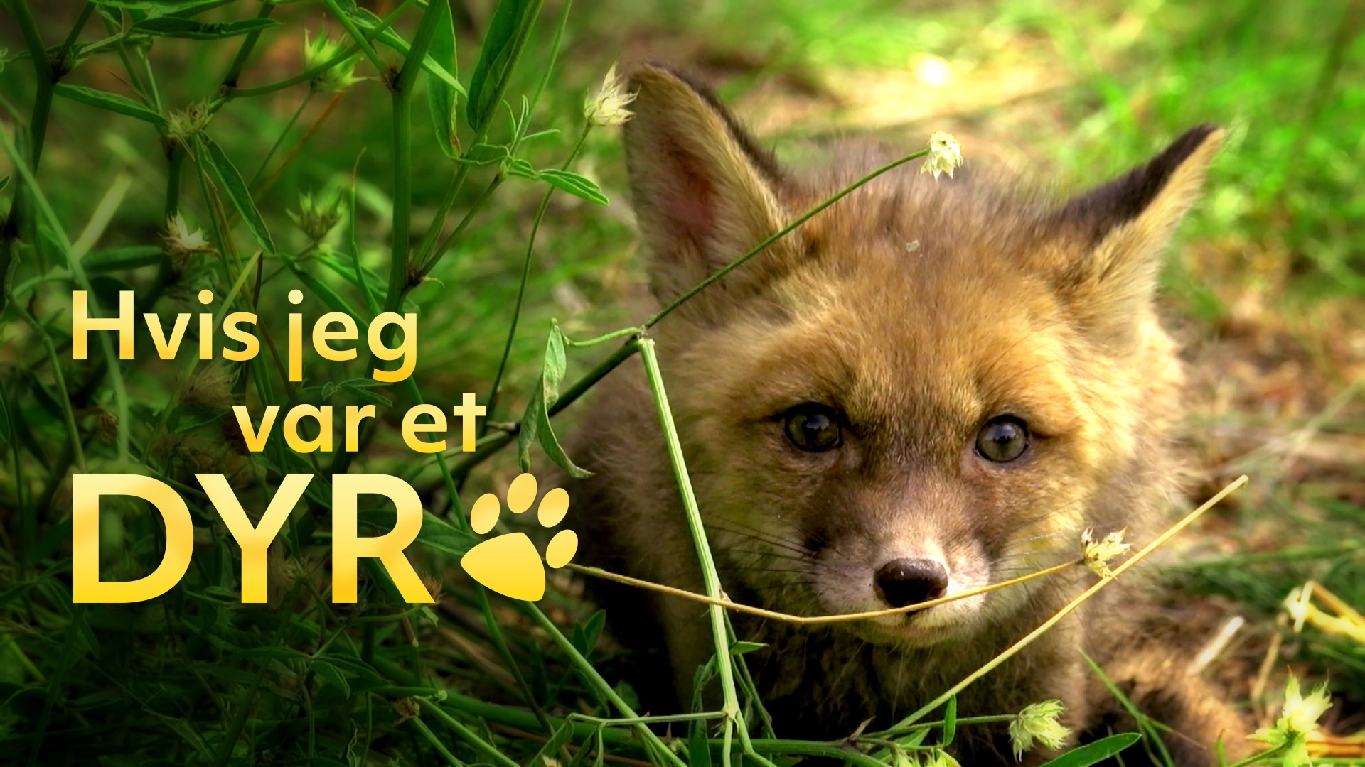 Hvis jeg var et dyr - NRK TV