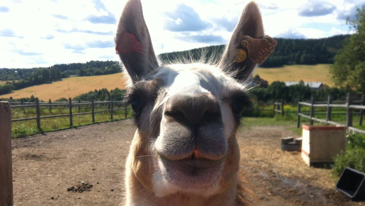 Lama på rømmen – Stor-Oslo