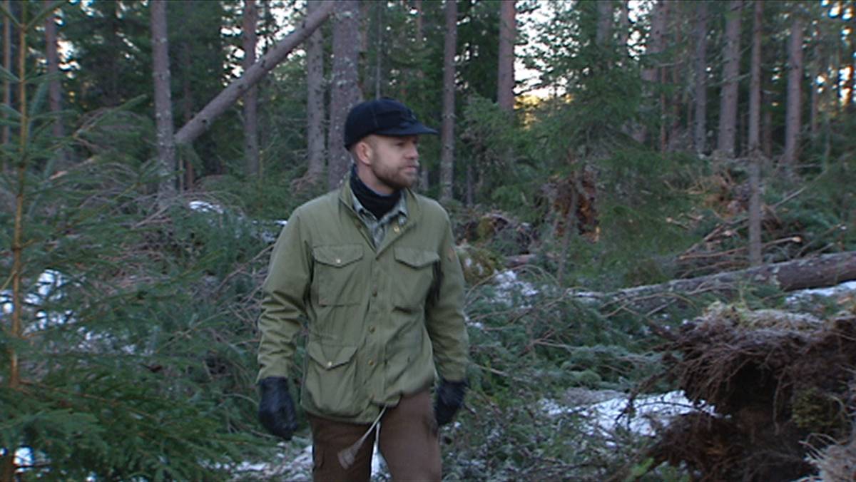 «Dagmar» ødela skog for millioner – NRK Innlandet – Lokale nyheter, TV ...