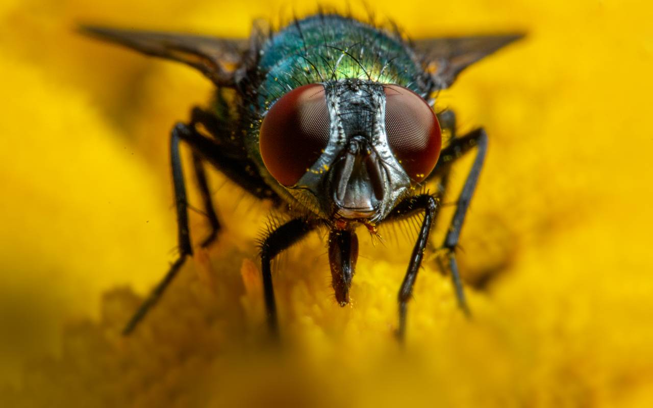 Hvis insektene forsvinner – Spesial