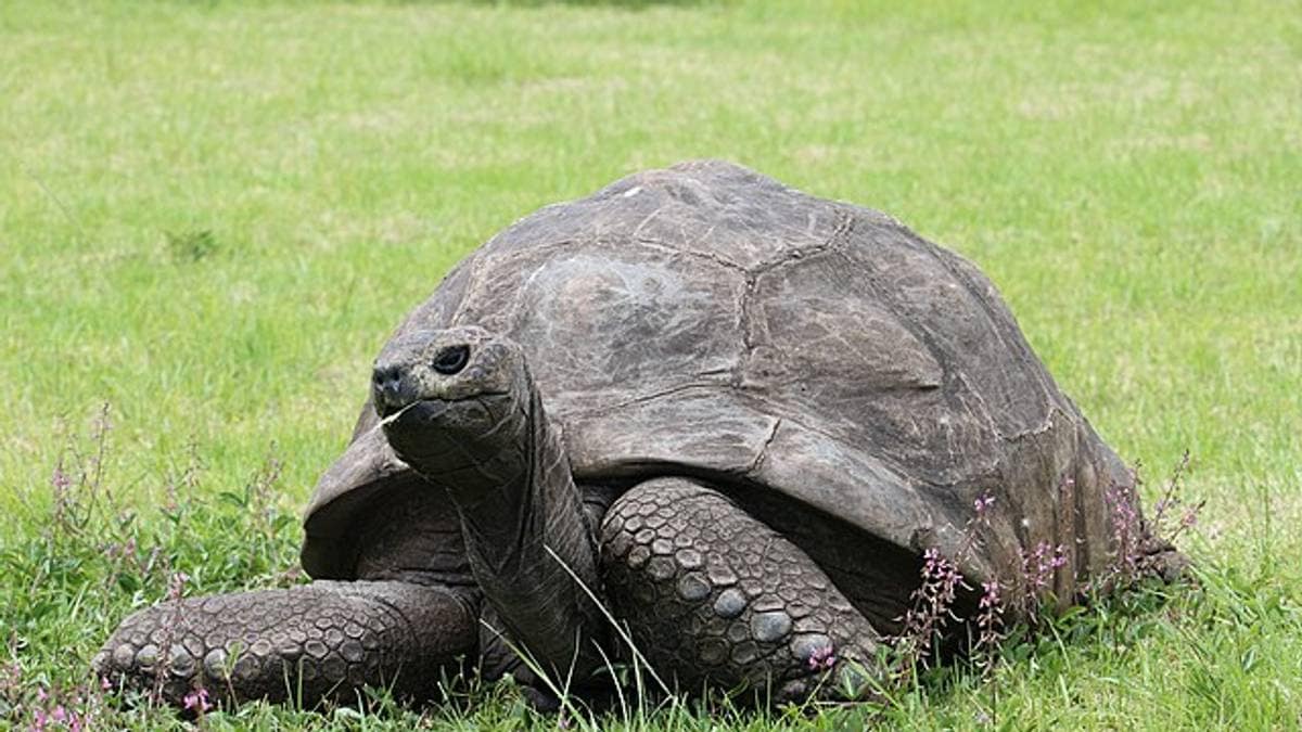 Verdens eldste levende skilpadde fyller 190 år – Siste nytt – NRK