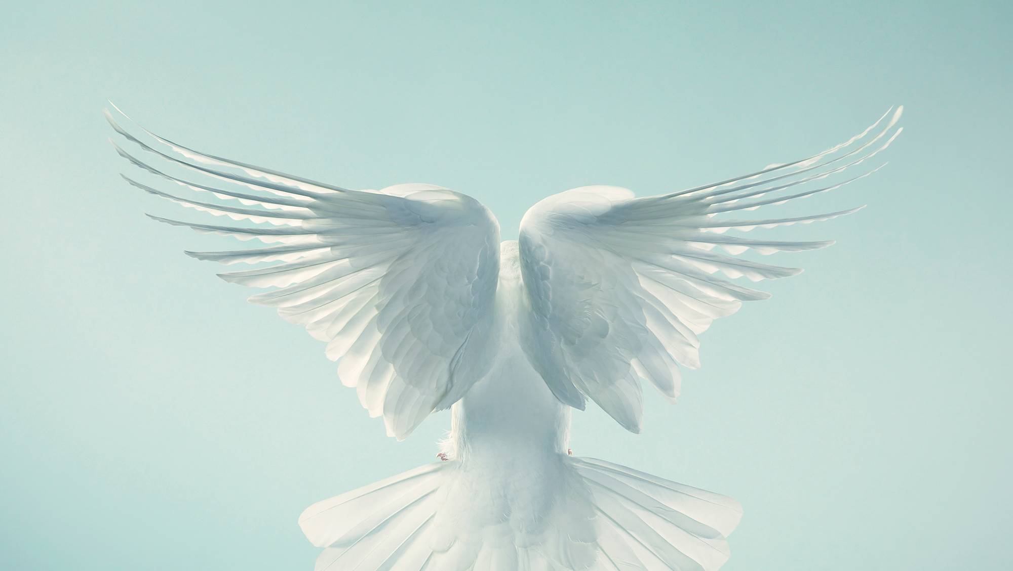 De menneskelige dyrene – NRK Viten – Nyheter innen vitenskap og forskning