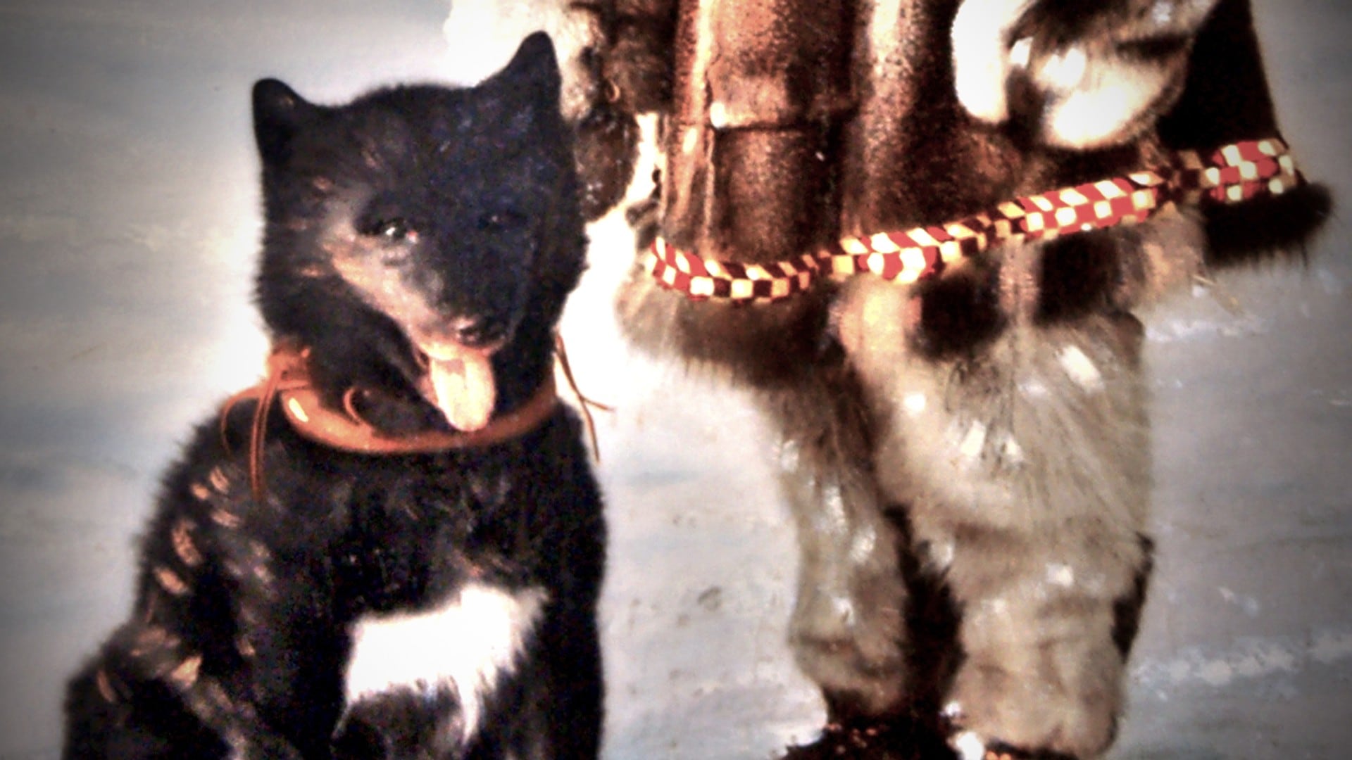 Balto - helten fra Alaska - NRK TV