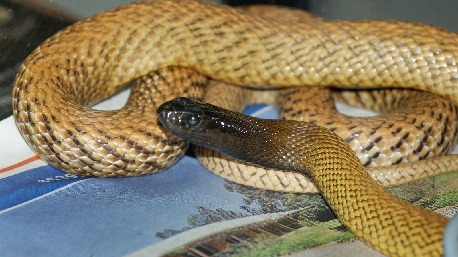 Verdens farligste slange kommer til Sørlandet – Siste nytt – NRK