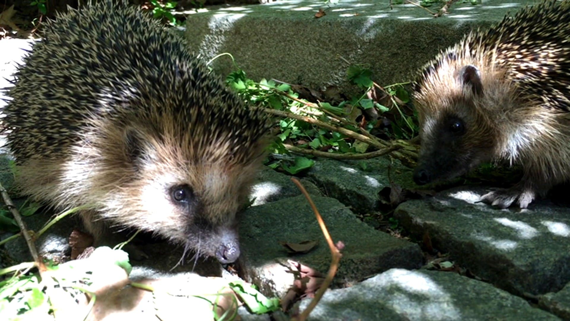 «Snakkende» pinnsvin – NRK