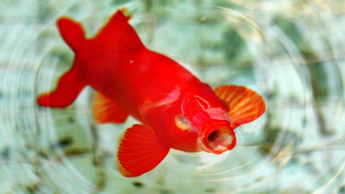 Gullfisk fikk kosmetisk kirurgi – NRK Urix – Utenriksnyheter og ...