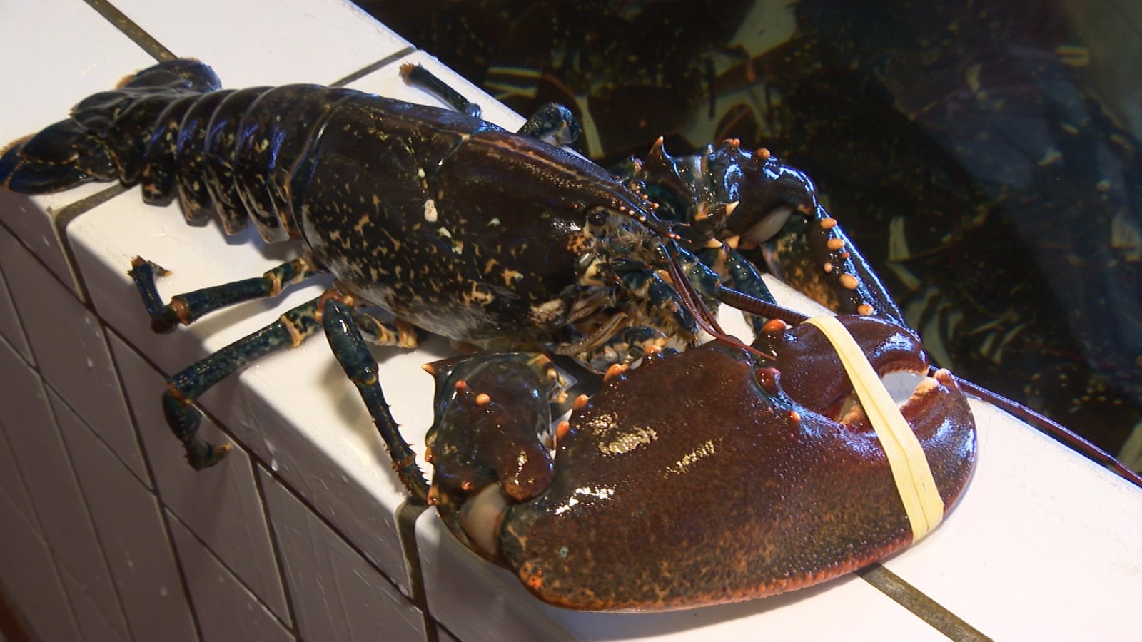 Hummerfiske – Siste nytt – NRK