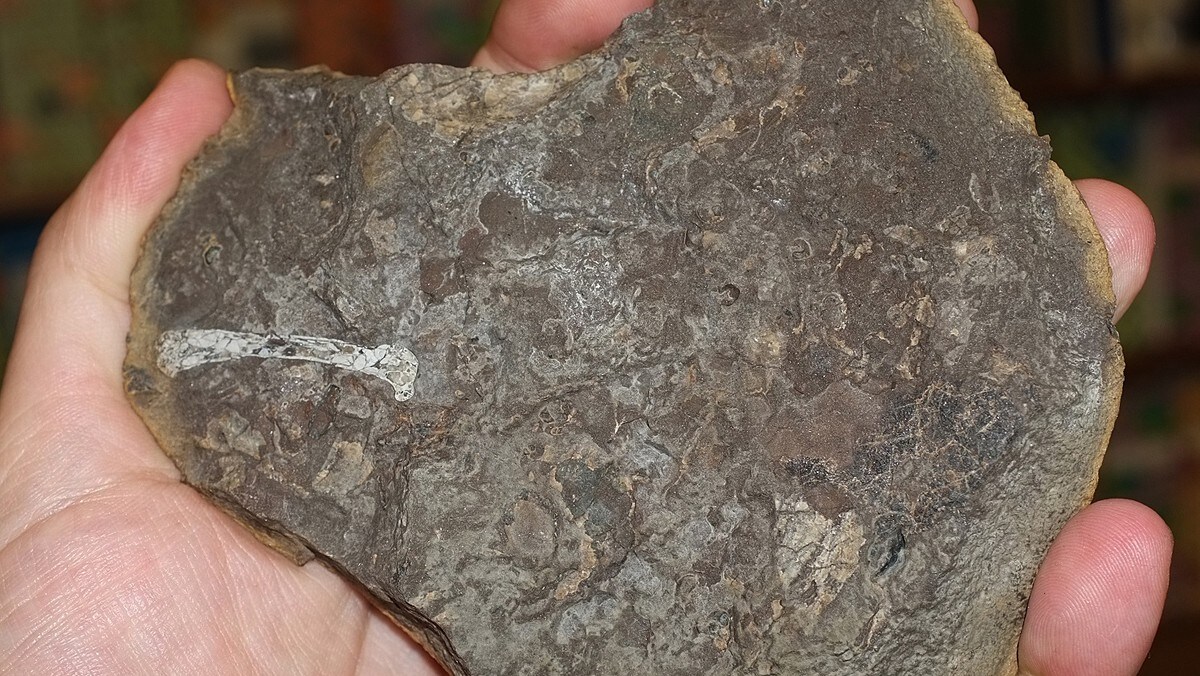 Kan ha funnet dinosaur-fossil på Svalbard – NRK Troms og Finnmark ...