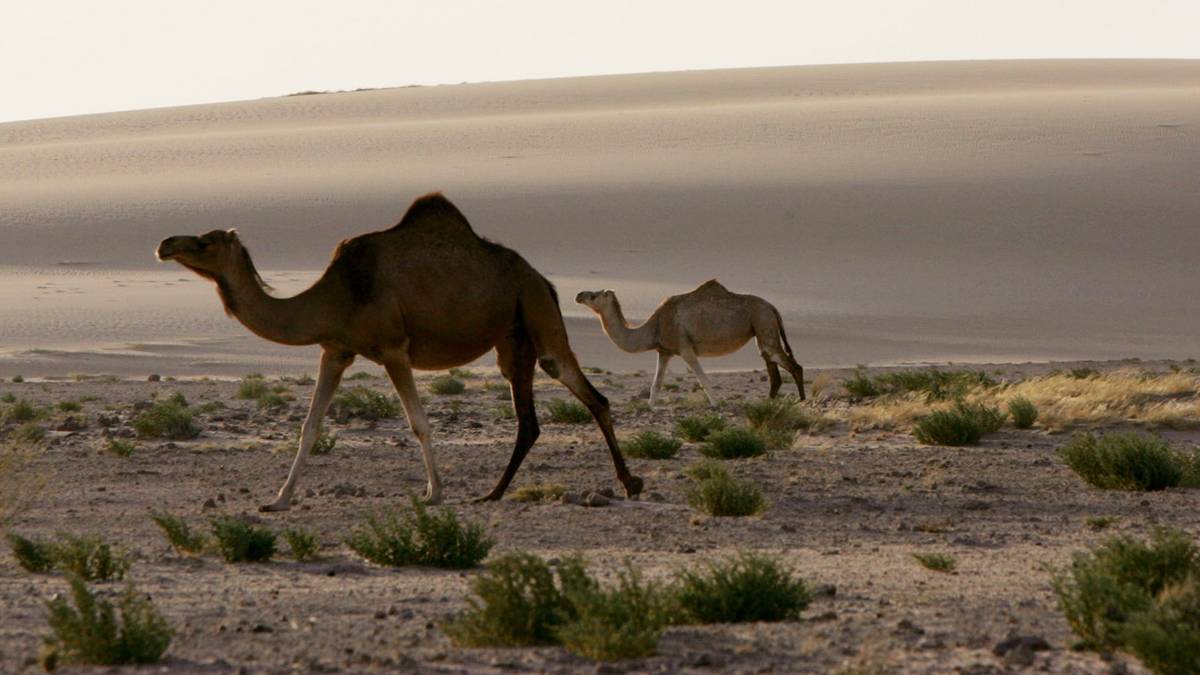 Norsk oljeleting i Vest-Sahara – NRK Sápmi - samiske nyheter, kultur og ...