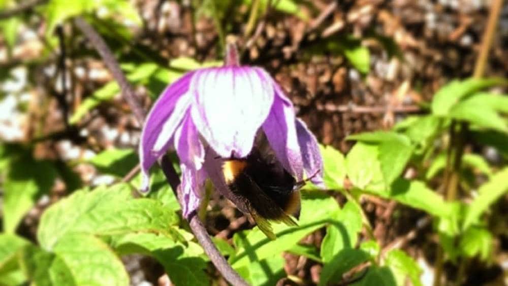 Knips et bilde av humla i hagen din – NRK Trøndelag – Lokale nyheter ...