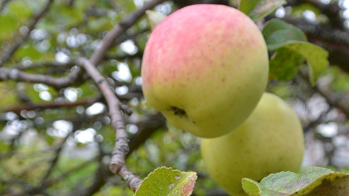 Quiz: Hva kan du om epler? – NRK Mat – Oppskrifter og inspirasjon