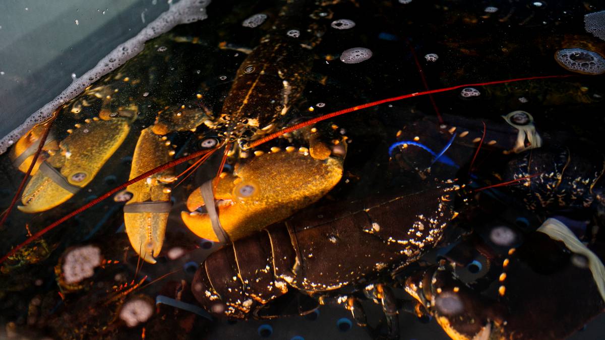 Kontroll avslørte hummer-humbug – Stor-Oslo