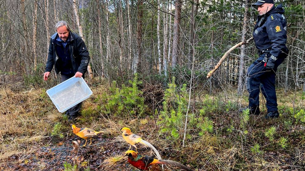 Politiet måtte fange tre gullfasanar som vart dumpa på gjenbruksstasjon på Oppdal – NRK ...
