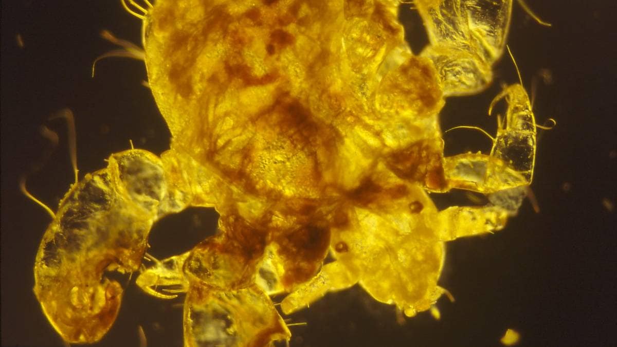 Flatlus til salgs – NRK Vestfold og Telemark – Lokale nyheter, TV og radio