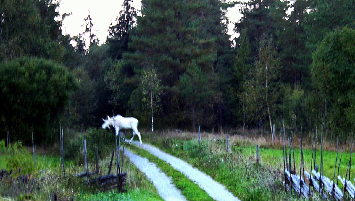 Elgen Albin får leve – Natur – NRK