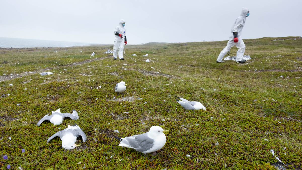 13.700 døde fugler i Vadsø – NRK Troms og Finnmark