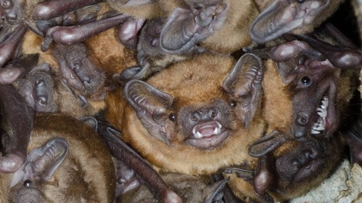 Hundre flaggermus på loftet – NRK Rogaland – Lokale nyheter, TV og radio
