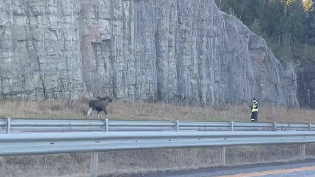 Elg Skapte Problemer På E18 Ved Holmestrand Nrk Vestfold Og Telemark