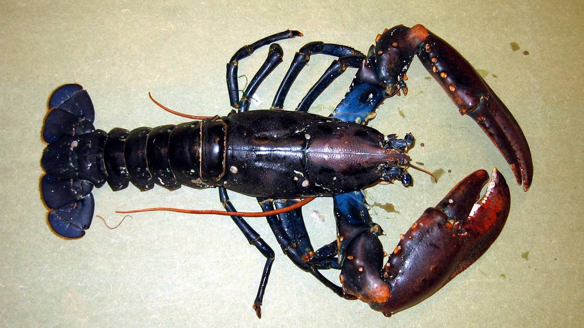 Er dette Noregs største hummar? – NRK Vestland