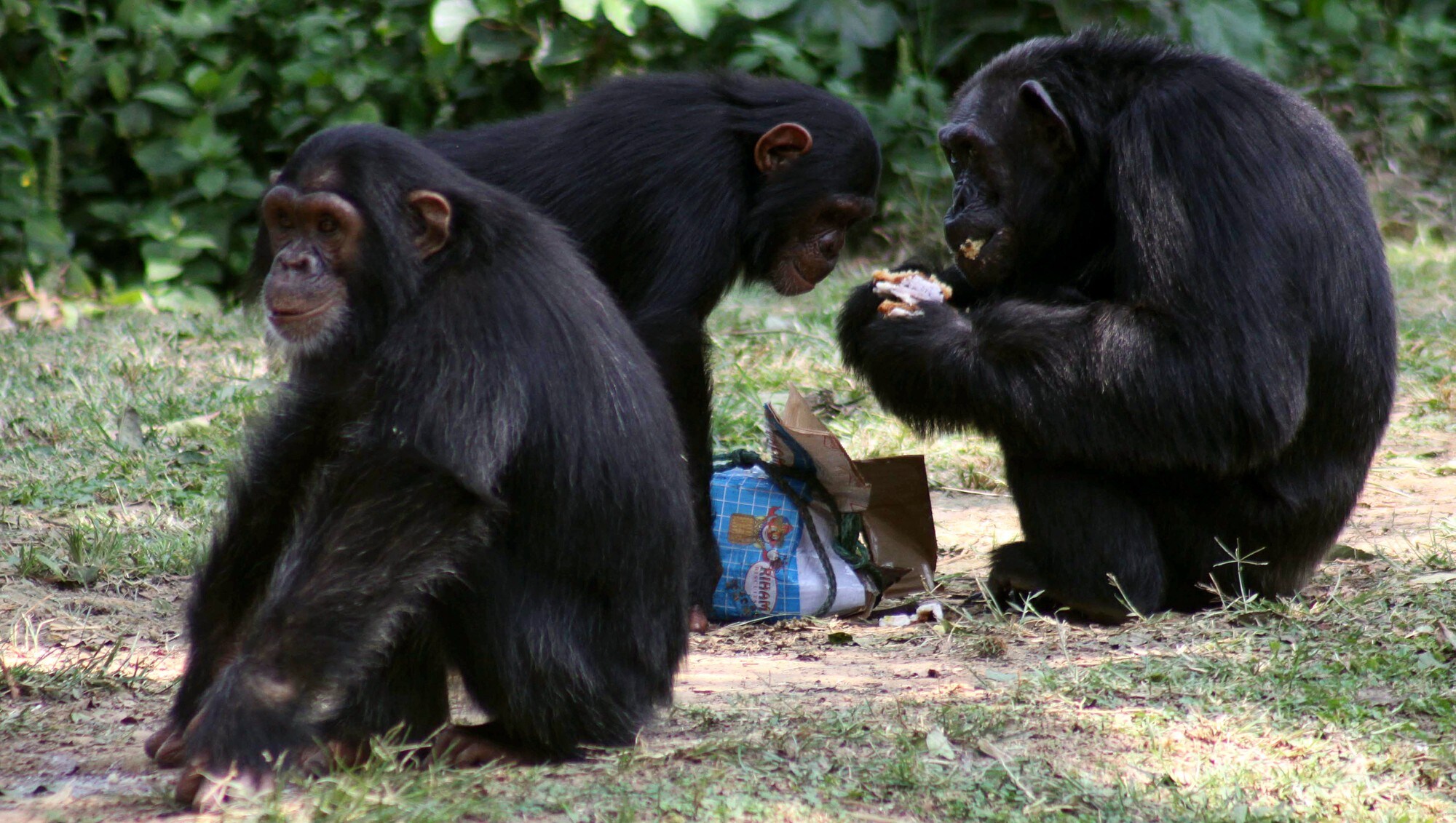 Sjimpanser kan lære lokale lyder for å kommunisere med nye naboer – NRK ...